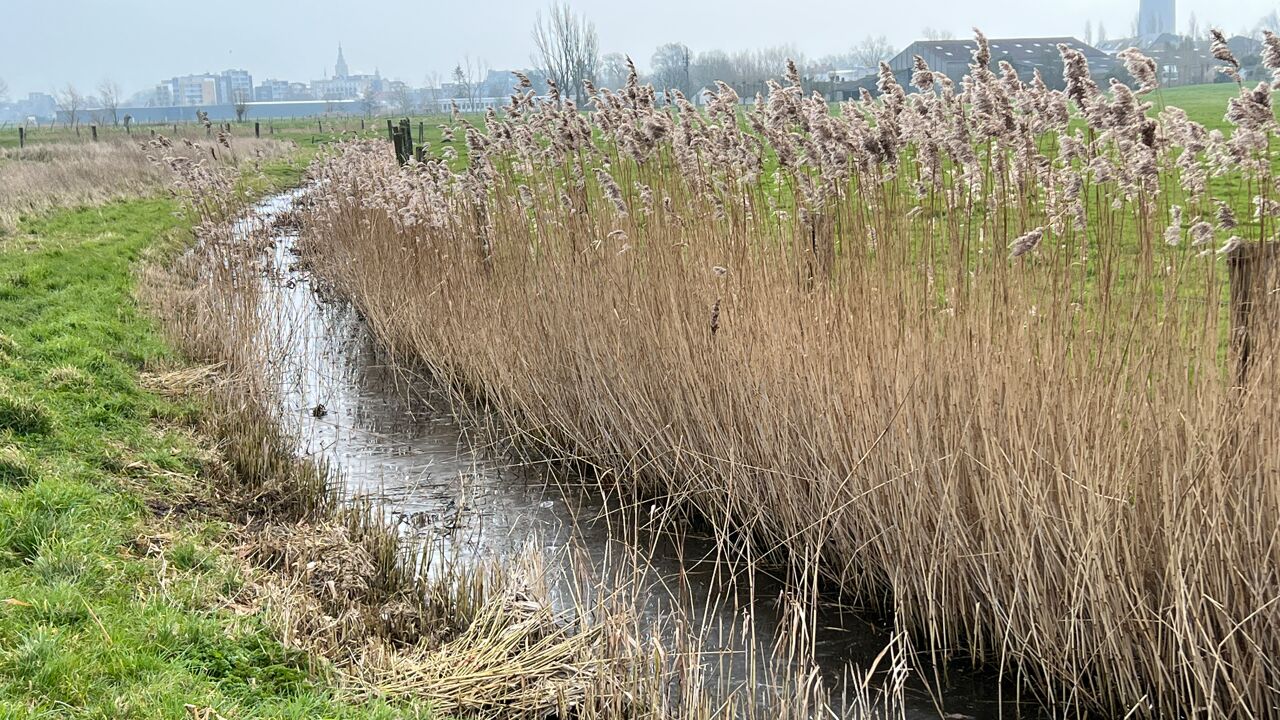 15-jarig meisje gered uit gracht vol riet in Diksmuide | VRT NWS: nieuws