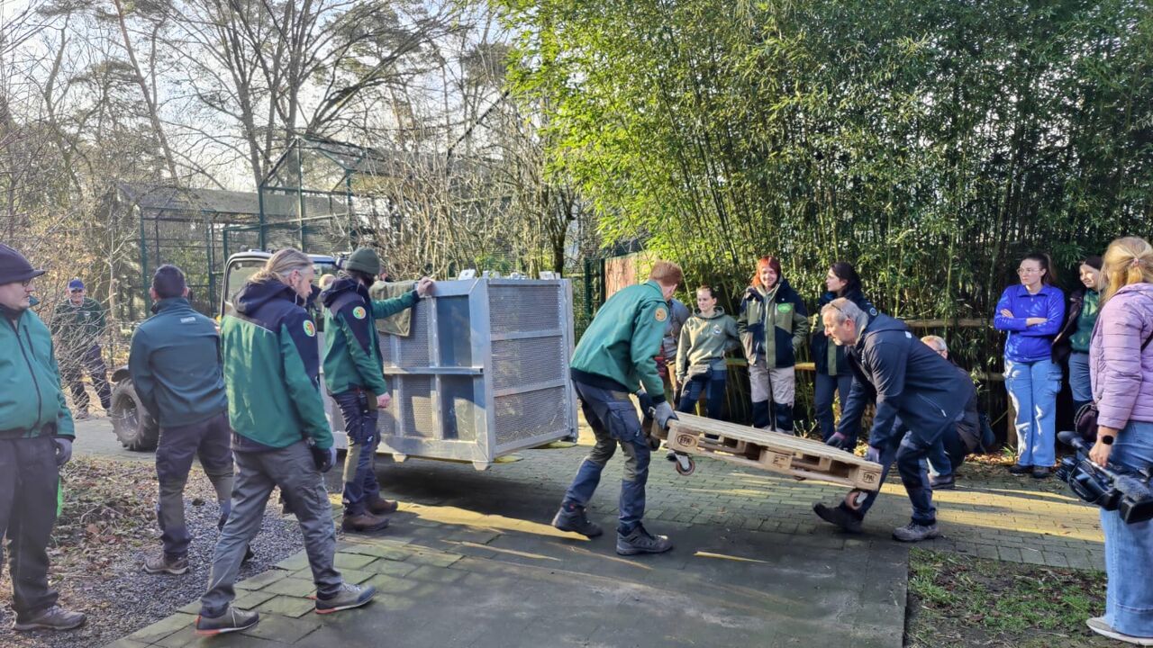 BEKIJK: Opnieuw leeuwen uit Oekraïne opgevangen in Natuurhulpcentrum ... BEKIJK: Opnieuw leeuwen uit Oekraïne opgevangen in Natuurhulpcentrum ...