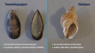 Het is vandaag Grote Schelpenteldag: ontdek hier alles wat je moet ...