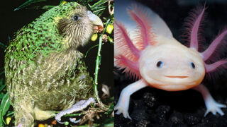 Blobvis is het lelijkste dier ter wereld | VRT NWS: nieuws