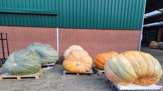 Gigantische pompoen van meer dan een ton levert pompoenkweker Mario uit ...
