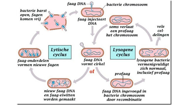 Spreekt u virus? Bacteriofagen sturen elkaar chemische boodschappen ...