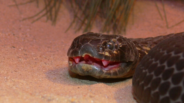 Slangen hebben giftanden die perfect aangepast zijn aan hun prooien ...