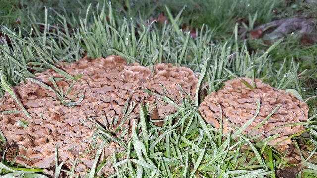 Natuurfotograaf ontdekt zeldzame paddenstoel in natuurgebied Neeromhof ...