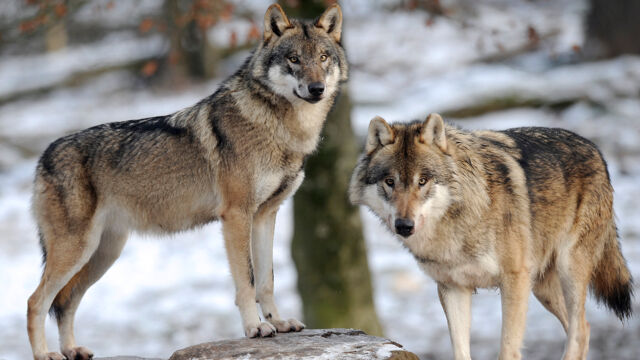 An estimated 24 wolves in Belgium, 13 of which here in Flanders | VRT ...
