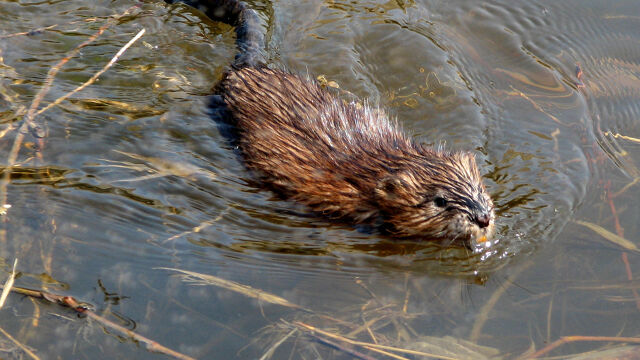 Forse opmars van de muskusrat in Oost-Vlaanderen: "Bijna 1.000 vangsten ...