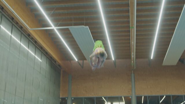 Eerste WB acrogym voor Belgisch toptrio: "Dromen om wereldkampioen te ...