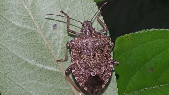 Aziatische stinkwants verovert nu ook ons land en vormt bedreiging voor ...
