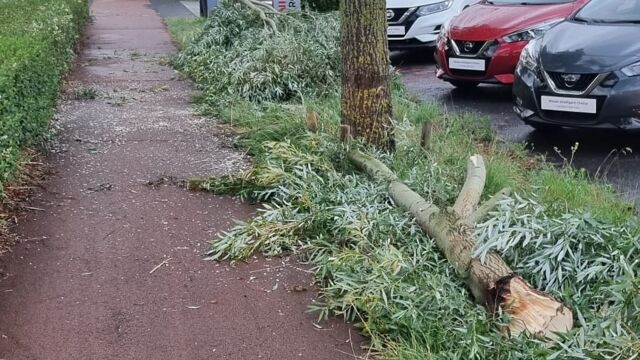 Hevige wind zorgt voor veel afgewaaide takken en omgewaaide bomen in ...