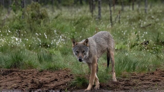 Adult male wolf run over and killed on Limburg highway | VRT NWS: news