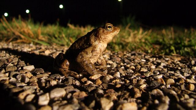 Paddentrek begint: regen en zachte winters lokken padden steeds vroeger ...