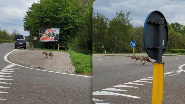 Wolf gespot in regio Mol: dier steekt Zuiderring over op klaarlichte ...