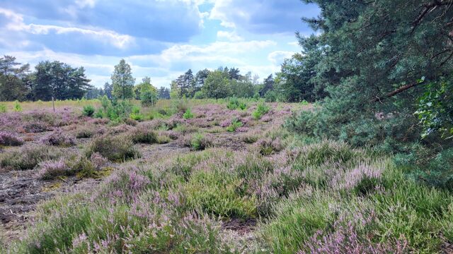 Nu al code geel voor brandgevaar in natuurgebieden 3 provincies: "Geen ...