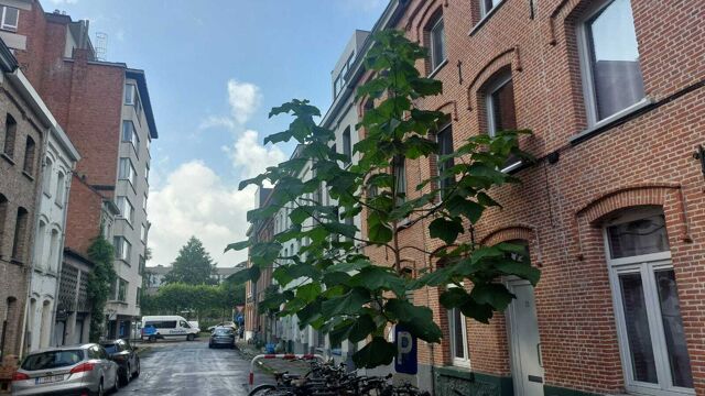 Enorme Chinese sierboom groeit uit riool in smalle straat in Gent ...