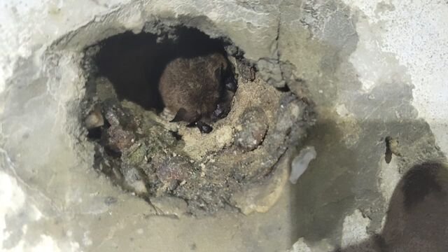 Watervleermuis, franjestaart en baardvleermuis: Natuurpunt telt 3.500 ...