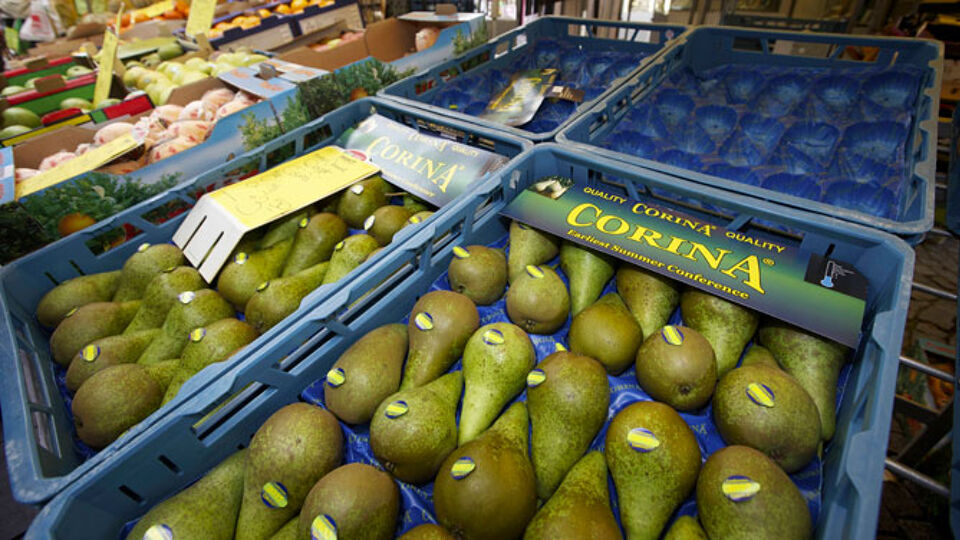 Growing demand for Belgian pears in China | VRT NWS: news