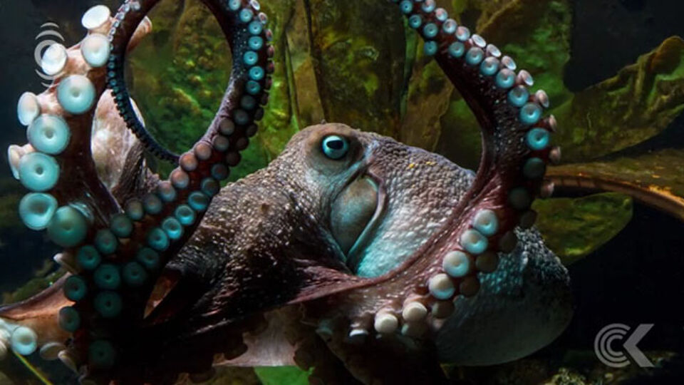 "Finding Nemo" in het echt: octopus glipt uit aquarium en glijdt in zee ...