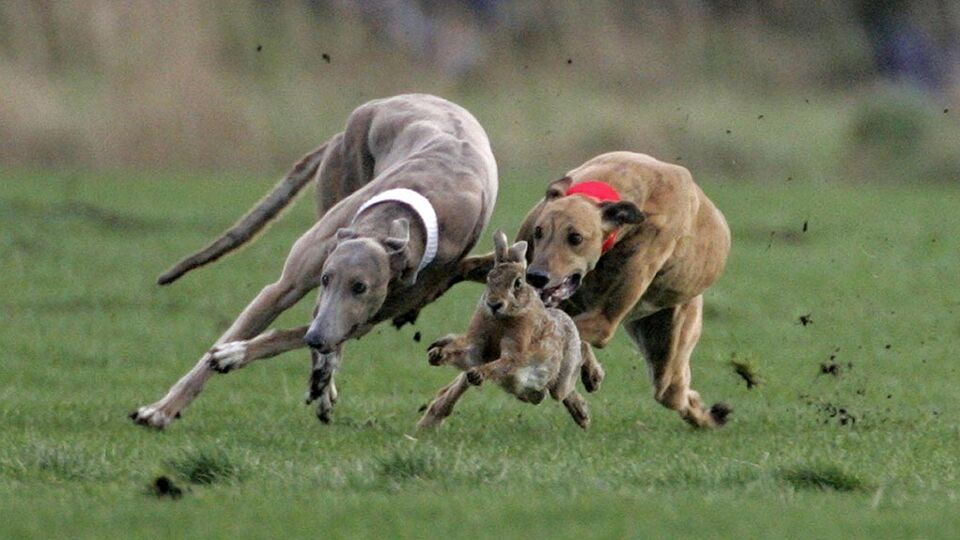 Britons stage illegal hare coursing meetings in Flanders | VRT NWS: news