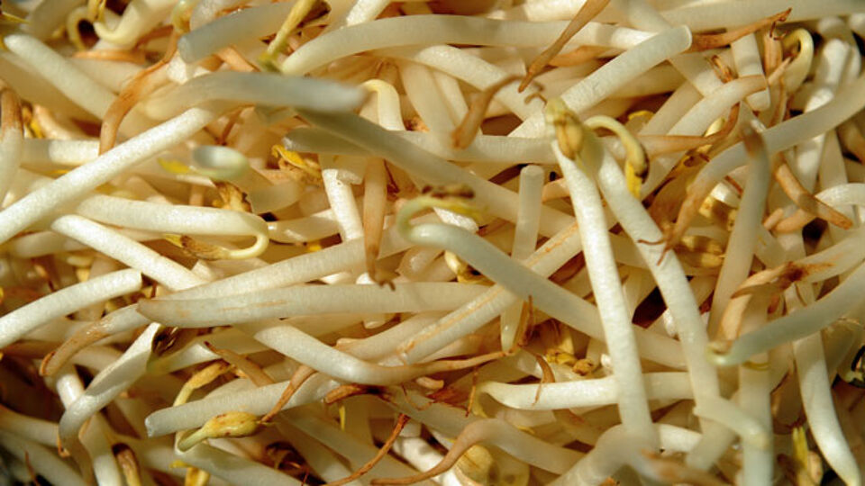 Voedselagentschap neemt sojascheuten in vizier | VRT NWS: nieuws