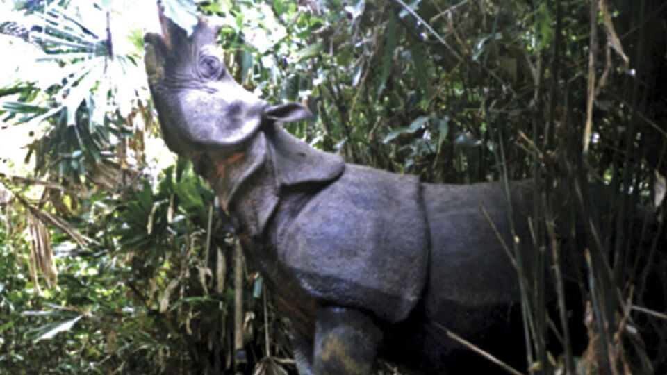 Javaanse neushoorn uitgestorven op vasteland | VRT NWS: nieuws