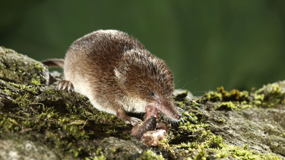 Spitsmuis krimpt om winter te overleven | VRT NWS: nieuws