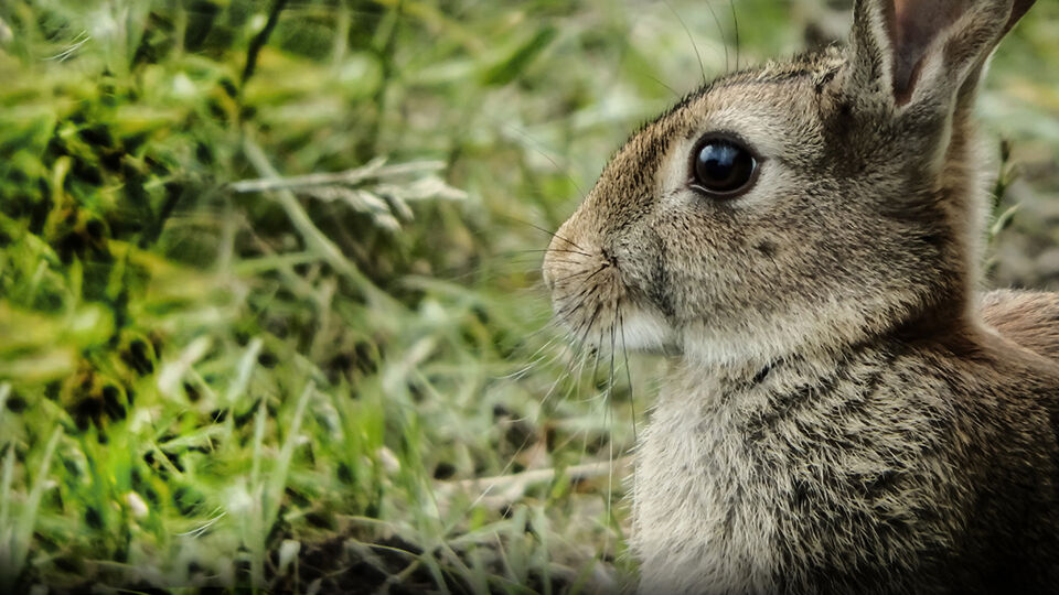 Nieuw-Zeeland bestrijdt wilde konijnen met dodelijk virus | VRT NWS: nieuws