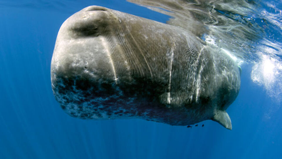 Hoe kan de potvis zo lang zijn adem inhouden? | VRT NWS: nieuws