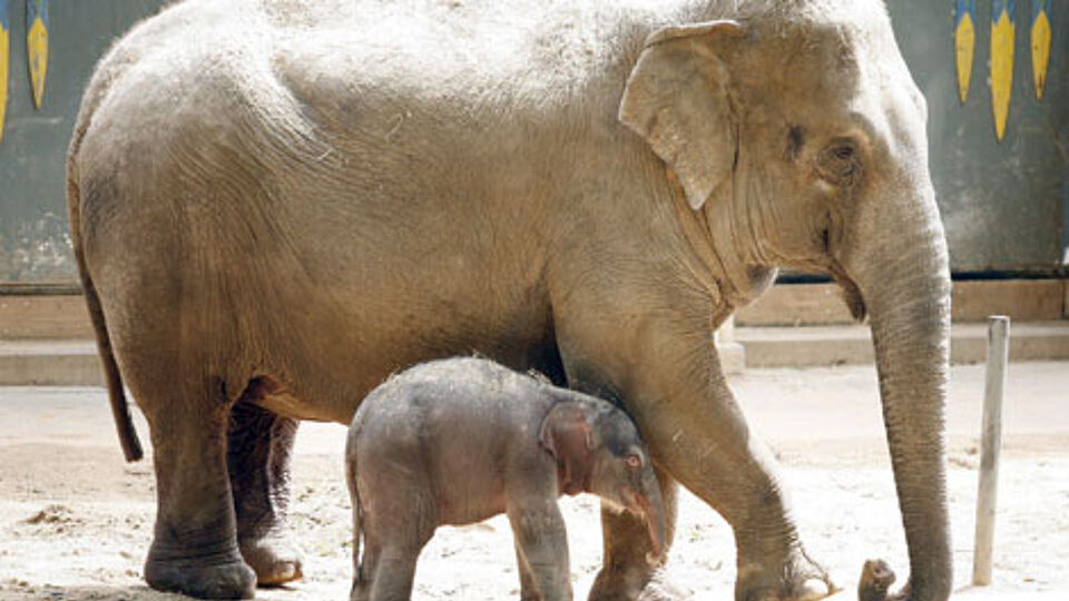The new-born elephant is called Kai-Mook | VRT NWS: news
