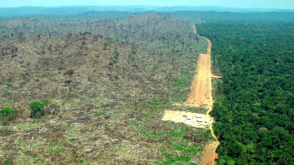 Ontbossing Amazonewoud neemt opnieuw flink toe | VRT NWS: nieuws