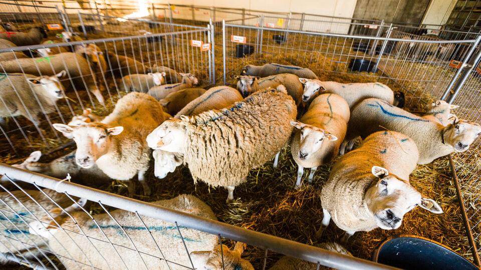 Vlaanderen mag dan toch onverdoofd slachten verbieden, zegt Europees ...