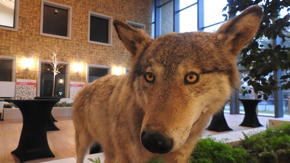 Opgezette wolf Roger voor het eerst getoond aan het publiek | VRT NWS ...