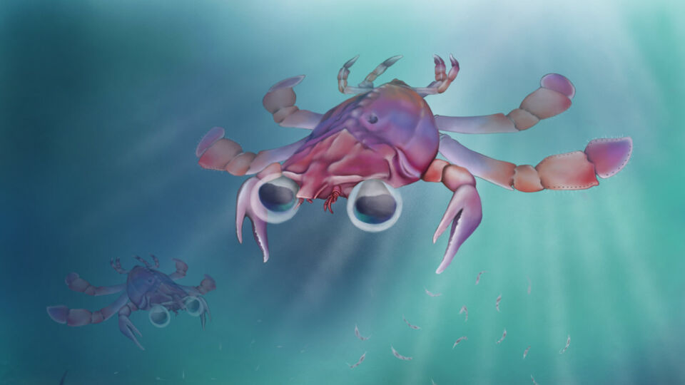 Callichimaera perplexa, de vreemdste krab die ooit geleefd heeft | VRT ...