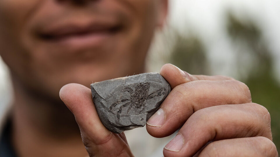 Callichimaera perplexa, de vreemdste krab die ooit geleefd heeft | VRT ...