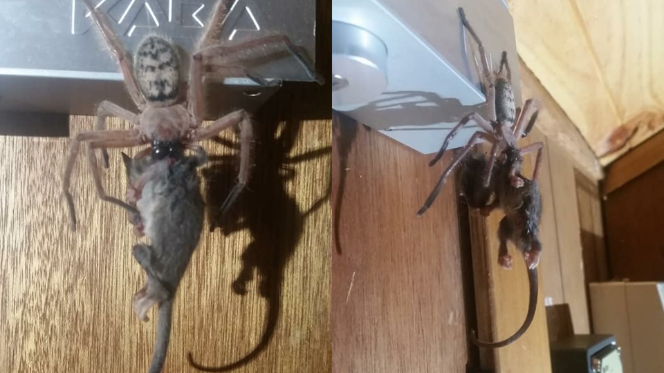 Gigantische spin peuzelt buideldier met huid en haar op in Australië ...