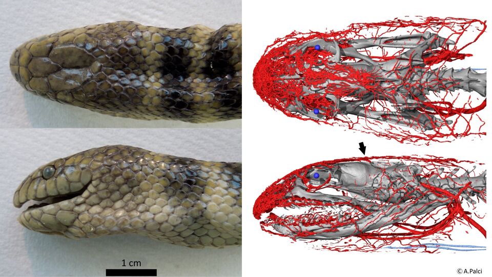Tropische zeeslang 'ademt' door bloedvaten rond haar kop | VRT NWS: nieuws