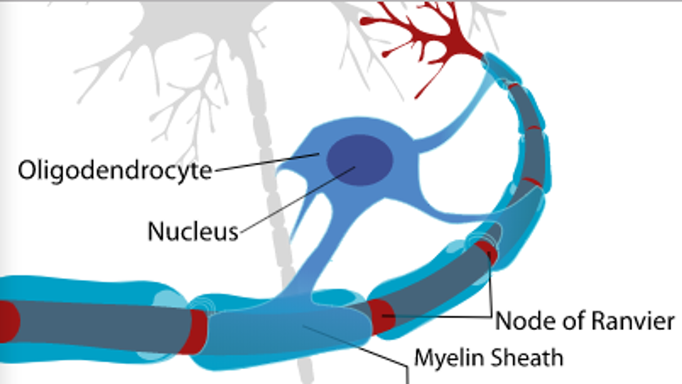 Nieuwe verbinding bevordert het herstel van myeline bij ...