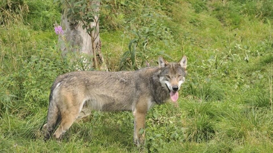 Na dood van wolvin Naya: Wolf August gelokaliseerd na schapenjacht ...
