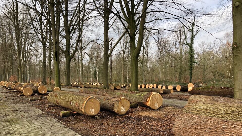 Boomstammen te koop in Meerdaalwoud: “Er is veel interesse, vooral voor ...