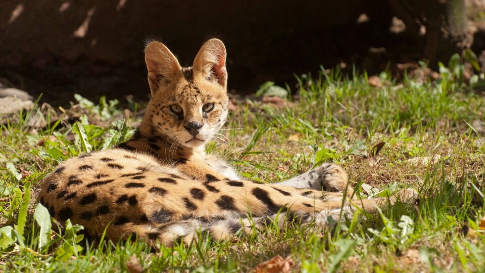 Exotische kat wandelt samen met jong door straten van Gent | VRT NWS ...