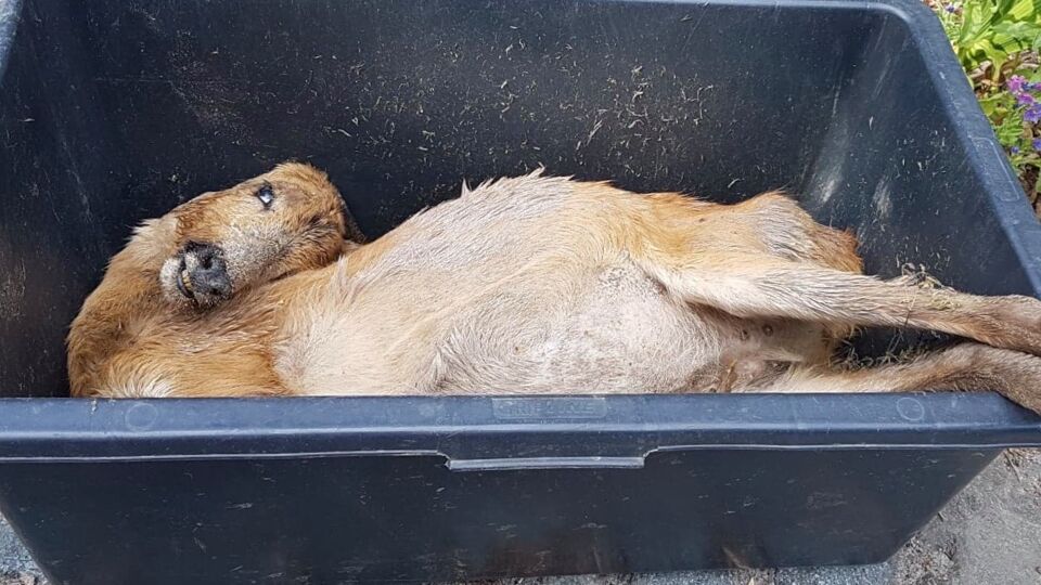 Derde dode ree in Tremelo: "Ze sterven van stress door loslopende ...