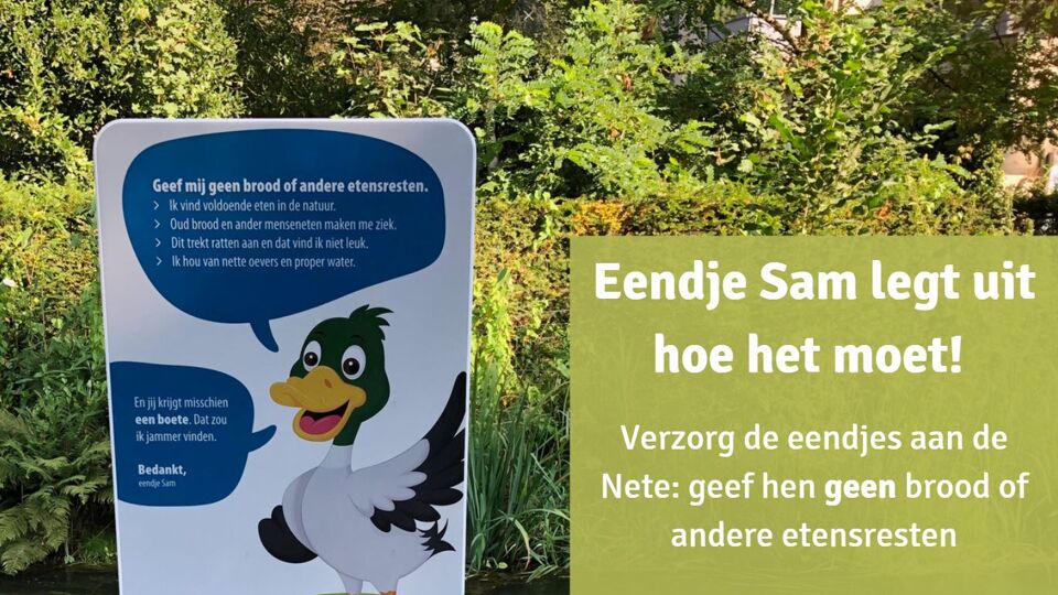 Verboden eendjes te voederen in Mol: “Niet goed voor eenden en trekt ...