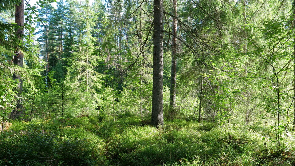 Hete zomers, natte winters, vooral de beuk is steeds de pineut | VRT ...