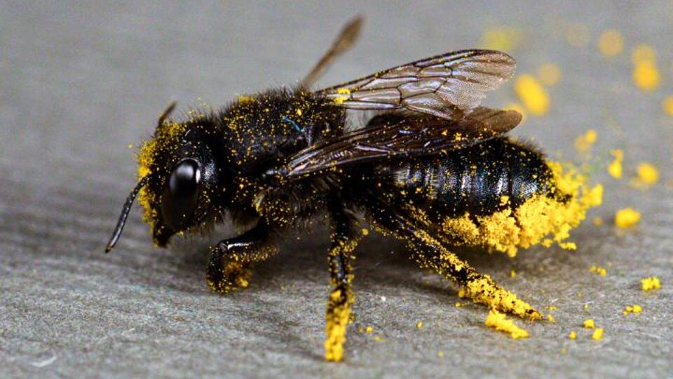 Een kwart van de bekende bijensoorten wereldwijd is niet meer ...