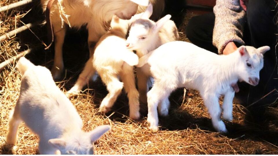 Bioboer kweekt zeldzame Kempense geiten: "Net vierling geboren" | VRT ...