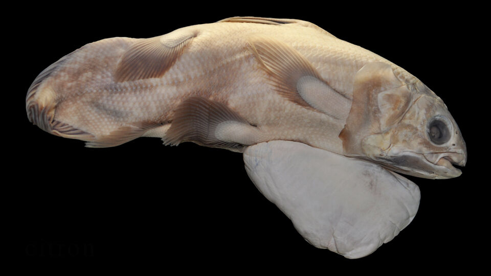 "Levend fossiel" coelacant verrast opnieuw: reuzenvis wordt 100 jaar ...