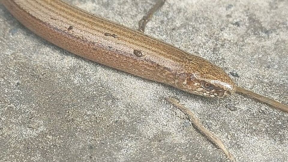 Hazelworm (een hagedis zonder poten) gespot in Gents natuurgebied: "We ...