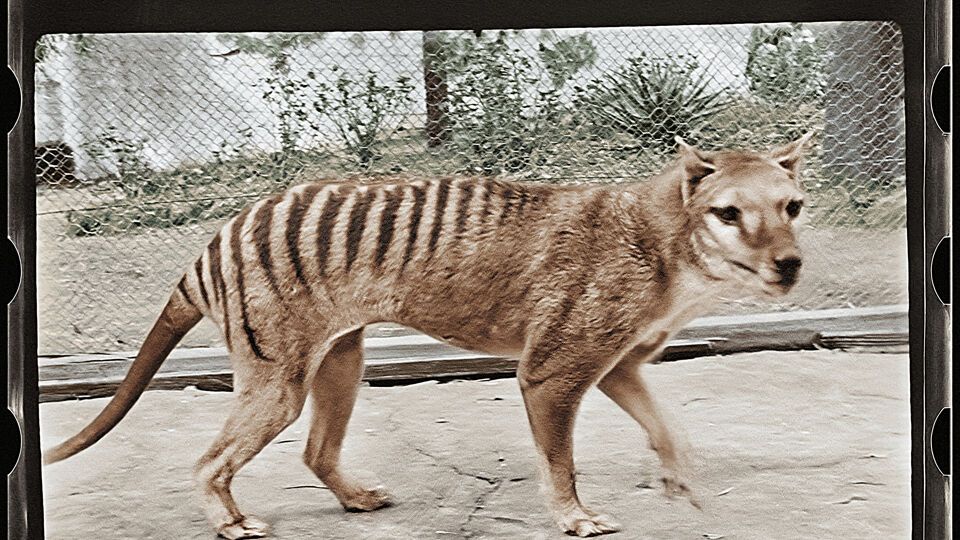 BEKIJK: Filmpje van uitgestorven Tasmaanse tijger voor het eerst in ...