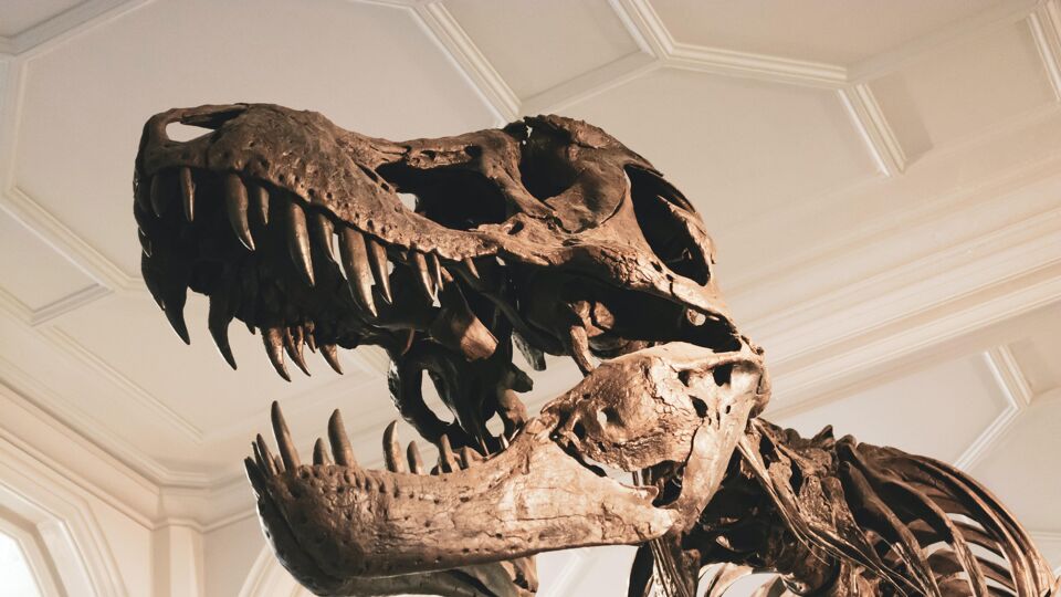 Bestaat er naast de Tyrannosaurus rex ook een T. imperator en een T ...