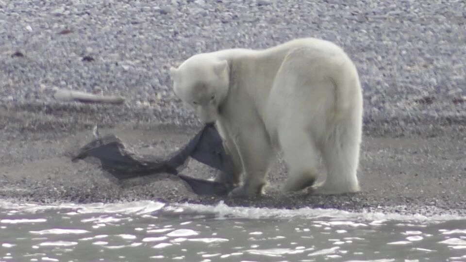 Plastic vervuiling | VRT NWS: nieuws