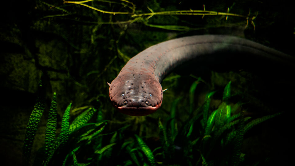 Hoe elektrische vissen elektrische organen hebben kunnen ontwikkelen ...